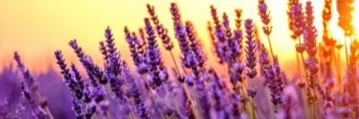 5 Plants to Keep Away Mosquitoes Around the Fire Pit - HPC Fire Inspired